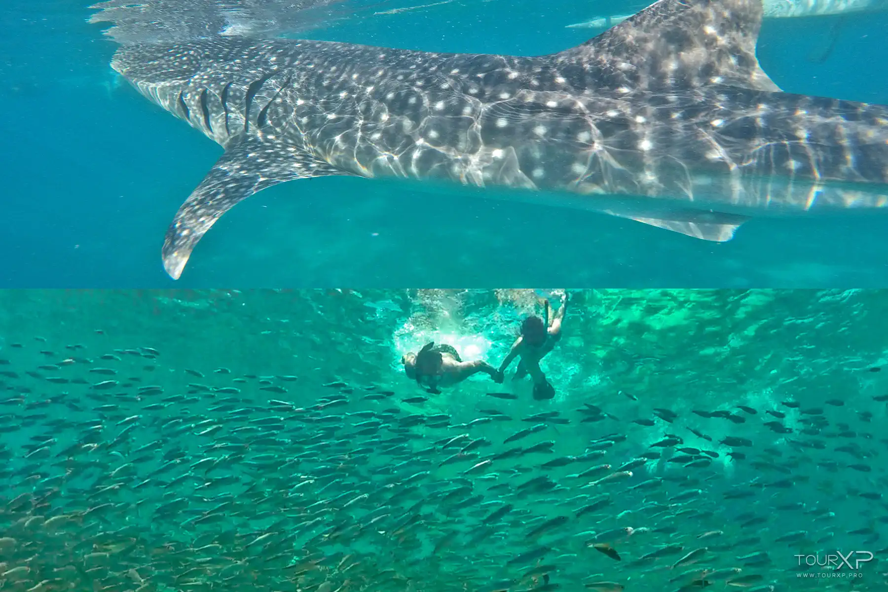 Unique Oslob Whale Sharks & Moalboal Sardines Run Xplore